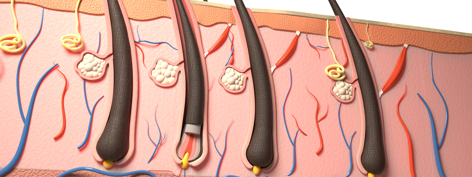 Struttura del follicolo pilifero - Istituto Helvetico Sanders
