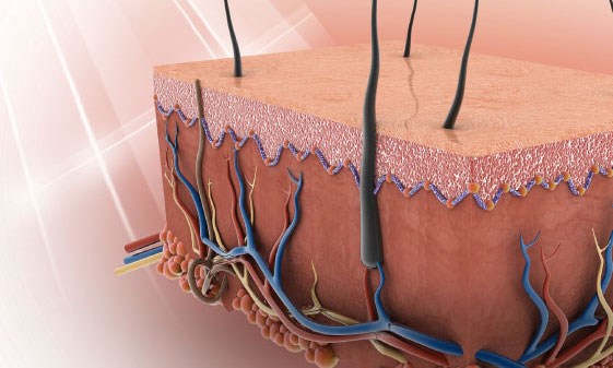 Struttura del follicolo pilifero - Istituto Helvetico Sanders